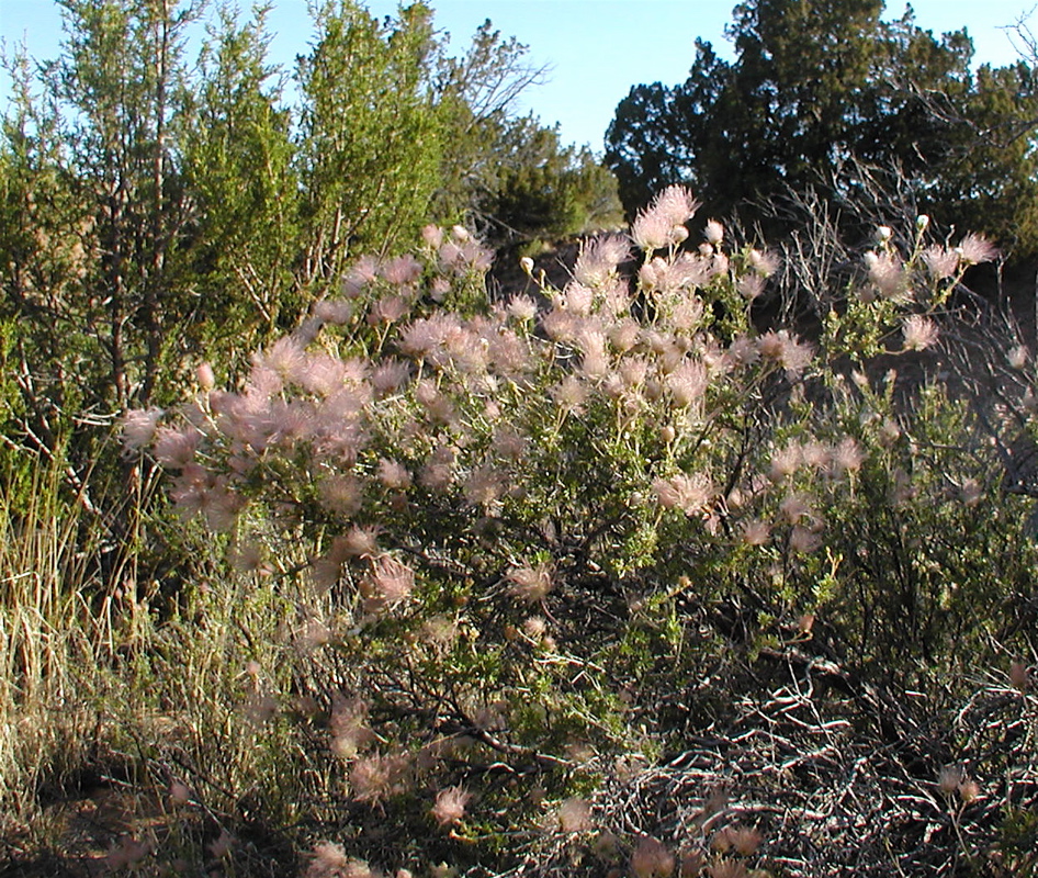 Apache Plume — November 2010 | Deer Canyon Folks