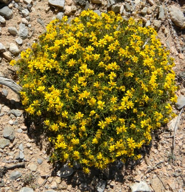 Pricklyleaf dogweed — November 2011 | Deer Canyon Folks